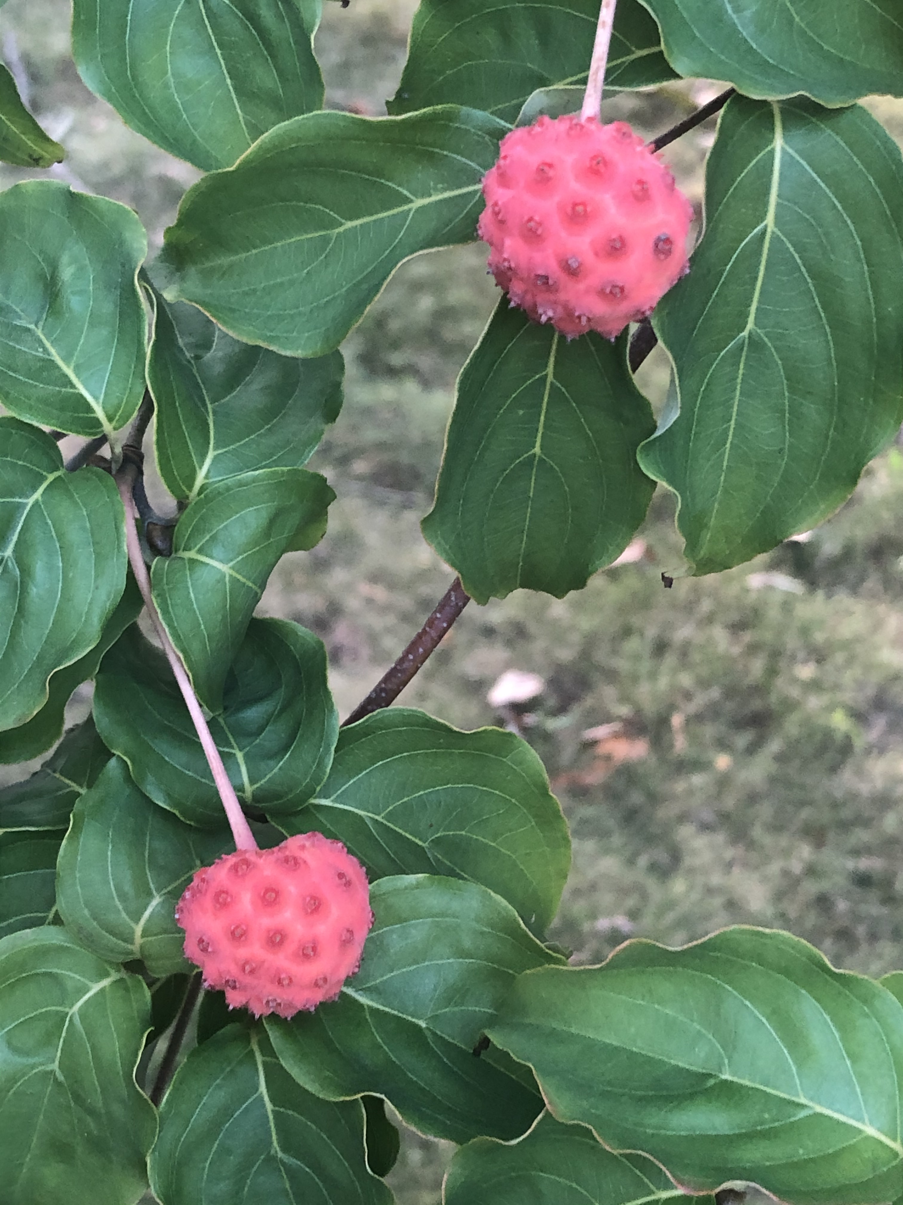 CORONA TREE – Slice of Life